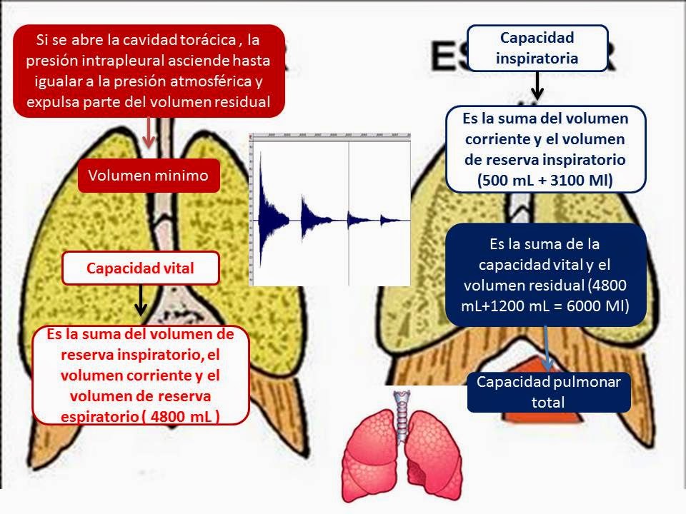 El Blog de Fisiologia de Israel Aramburo Lucas: Volumen pulmonar 2: en ...