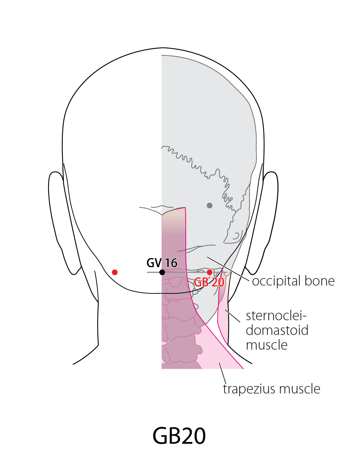 Acupuncture Points Cervical Spine at Nathaniel Birge blog