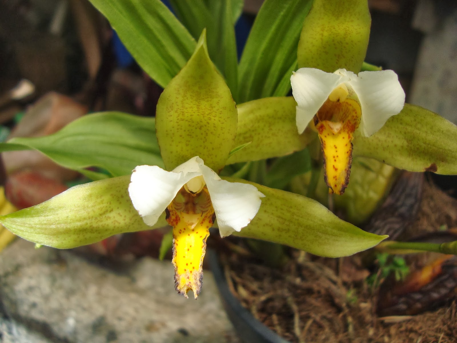 Orquídeas HElid: Lycaste Deppei