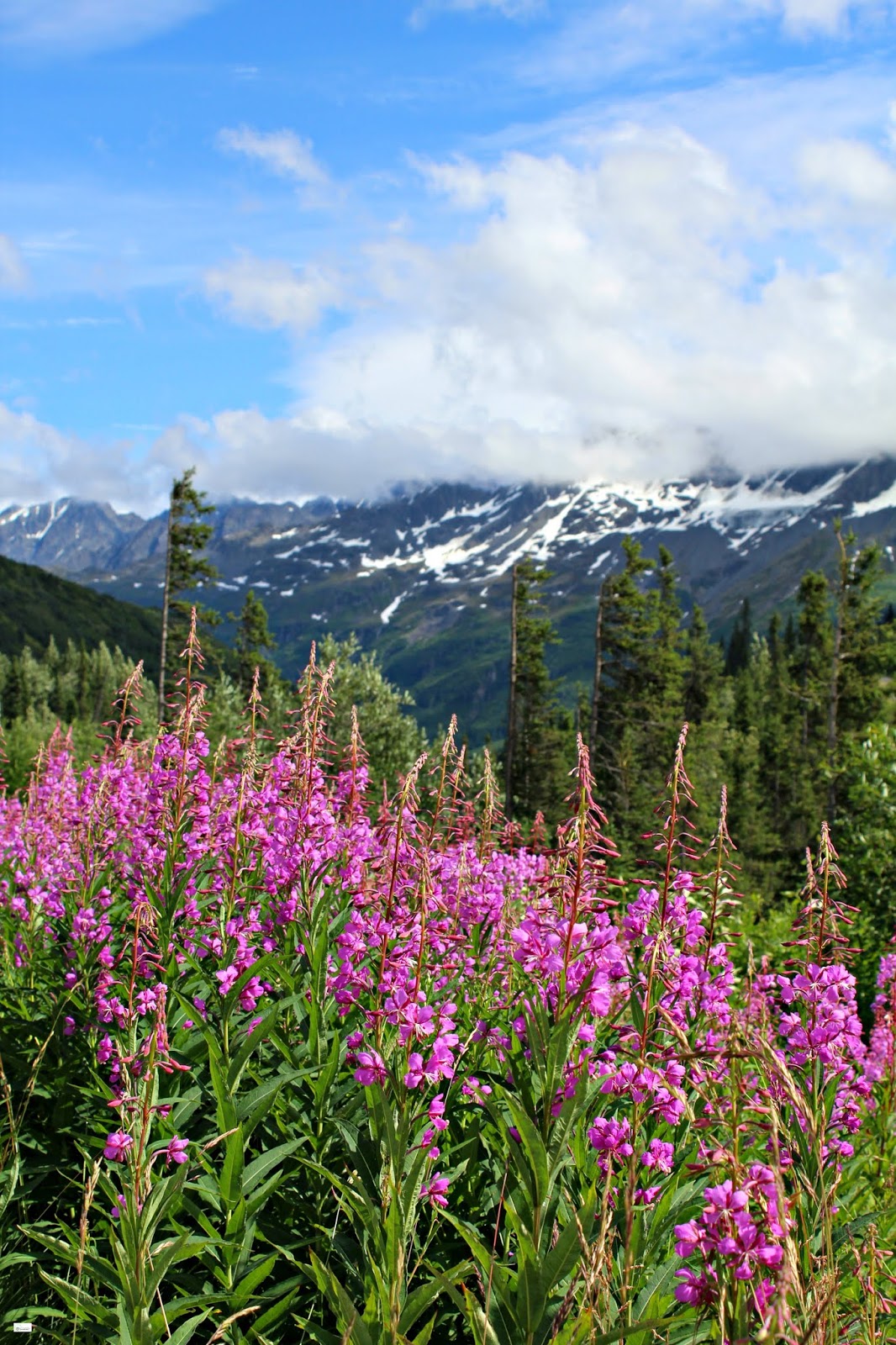 Among the Alaskan Fireweed on Alaska 4-South: A Beautiful Symbol of ...