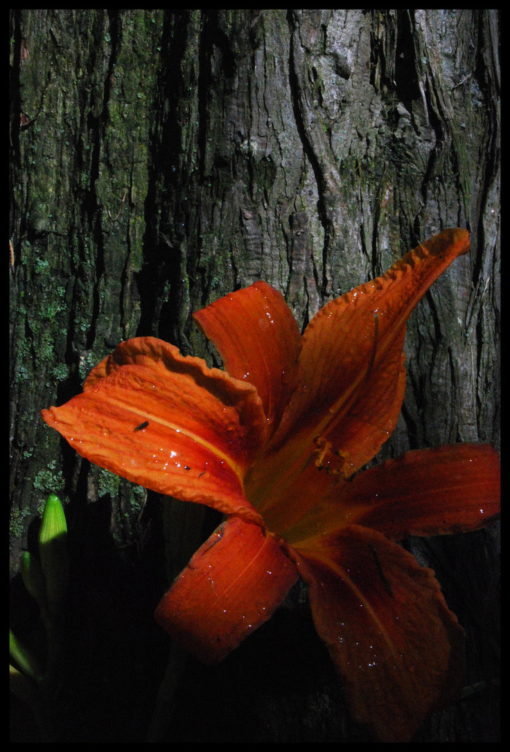 respiro de vida: El Roble y La Flor