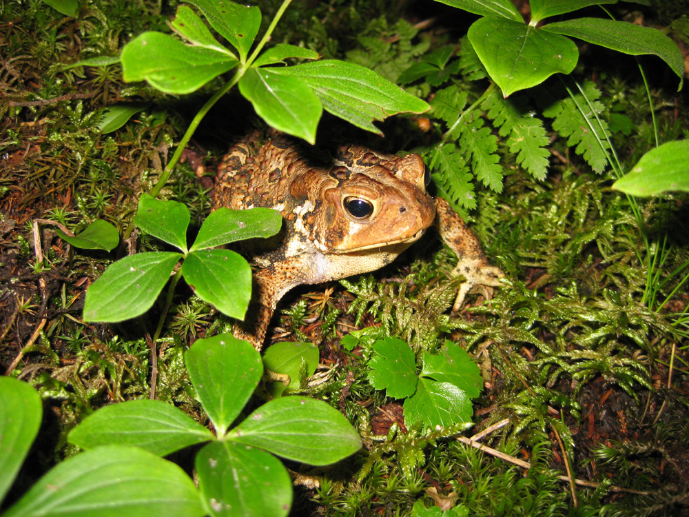 Naturally New England: Wilderness Isolation