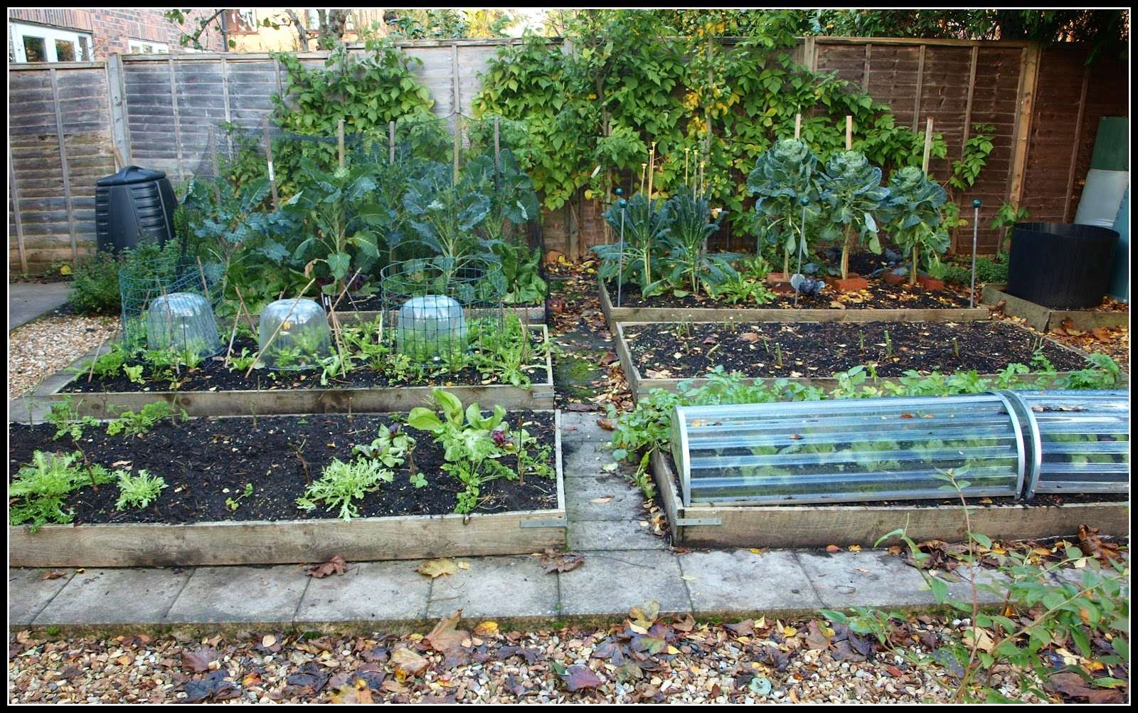 Mark's Veg Plot: My plot