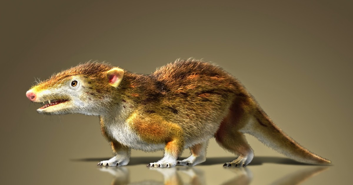 Marchan Blog: モルガヌコドン Morganucodon