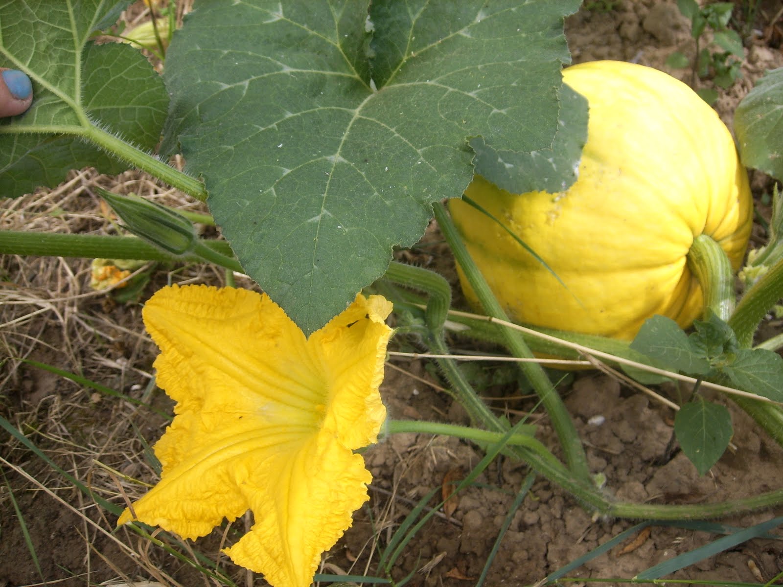 La huerta de Mendigorría. Charo Cea: CALABAZA, CULTIVO.