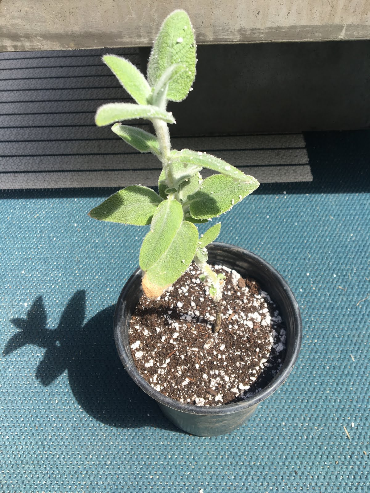 Pennsylvania Street Gardens: How to root Salvia cuttings