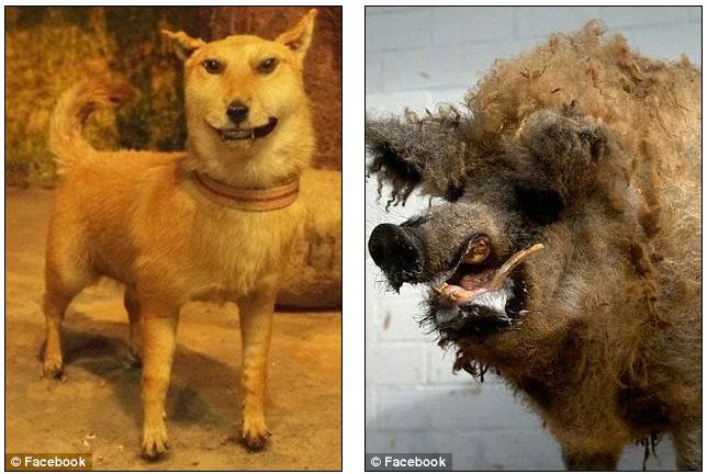 Get stuffed: The disturbing animals created when taxidermy goes wrong ...