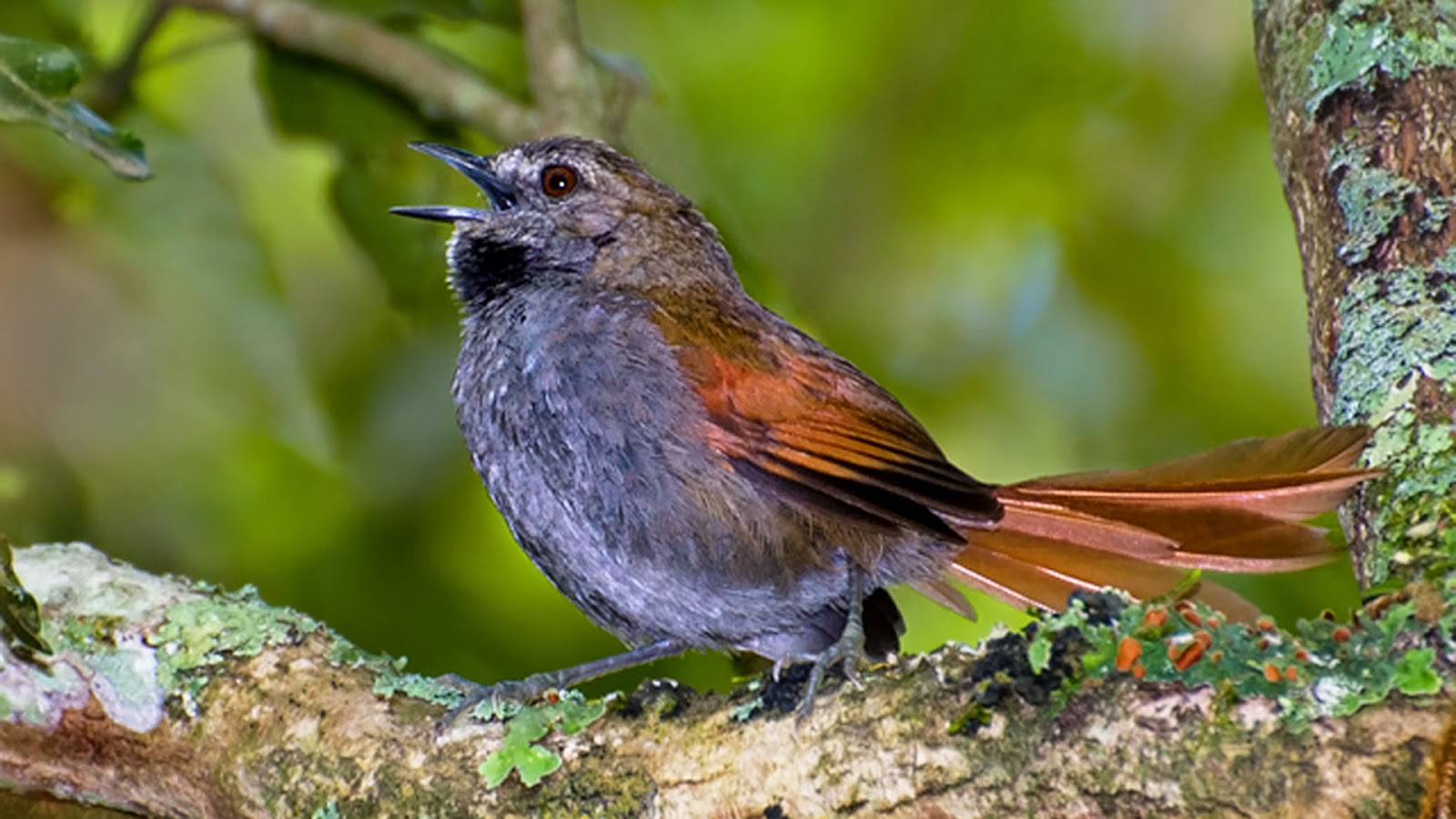 Argentina nativa: Pijuí negruzco (Synallaxis cinerascens)