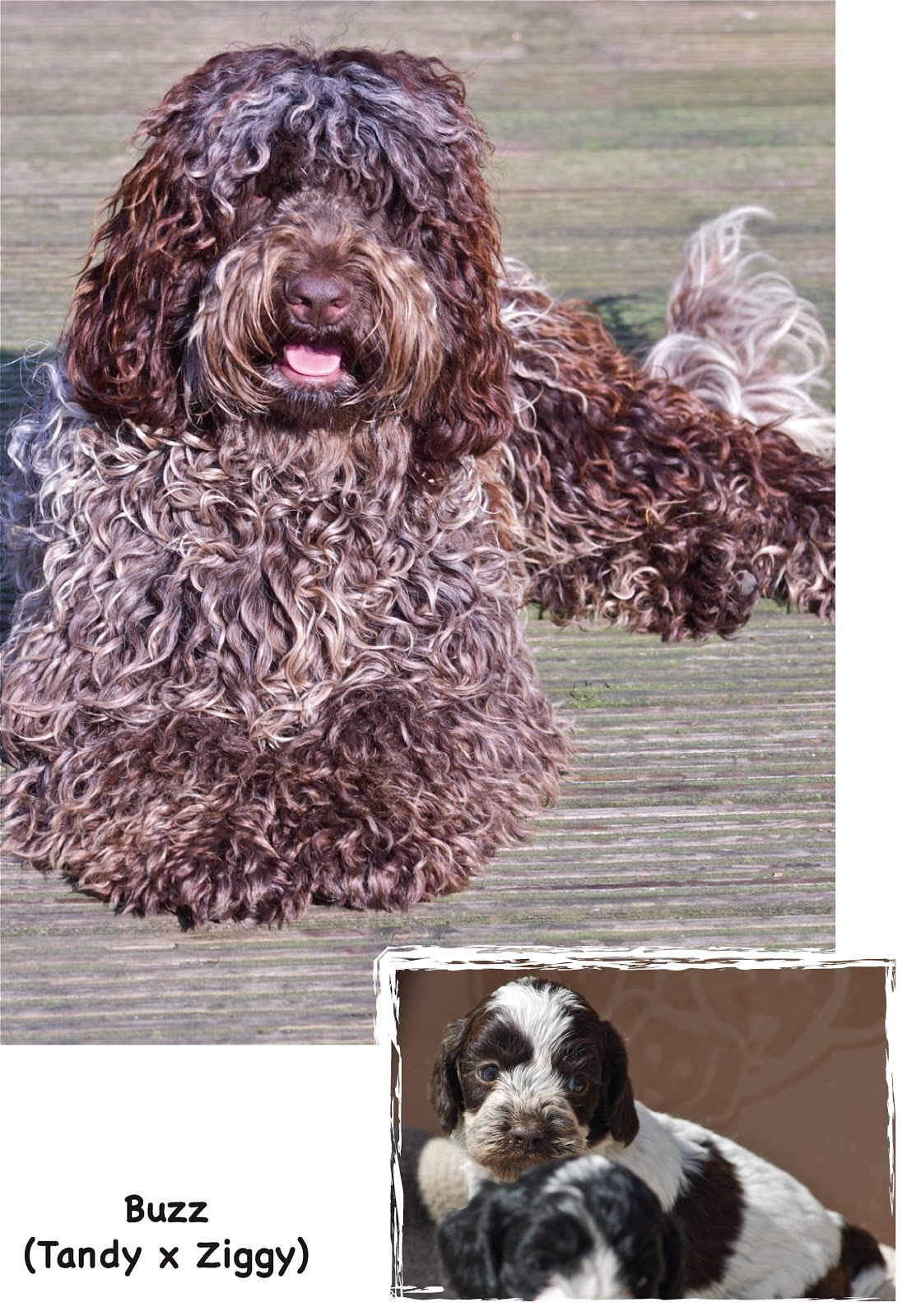 Jukee Doodles : Puppy to Adult
