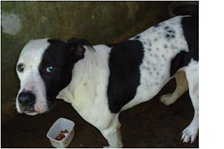 Dogs in Brazil: Pitbulls to Donate here