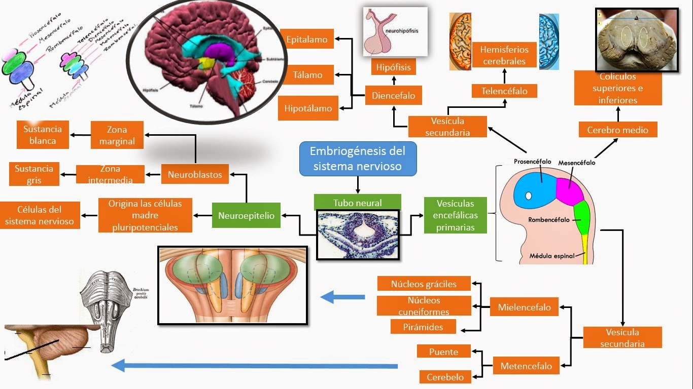 Formación de Sistema Nervioso (Neurulación)