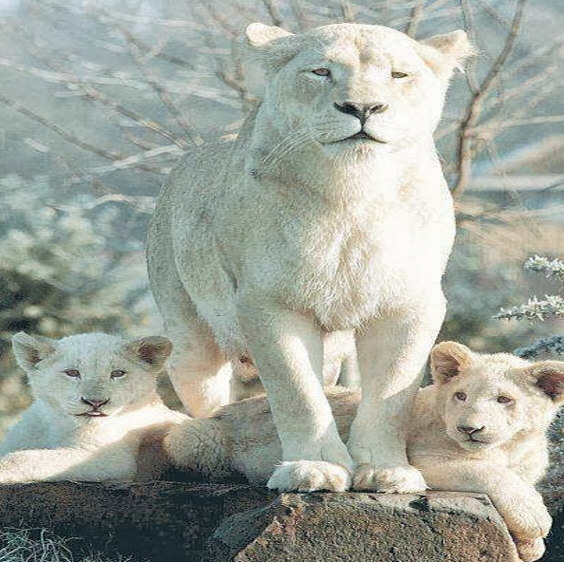 Video ANİMAL: Beyaz Aslan Görseller