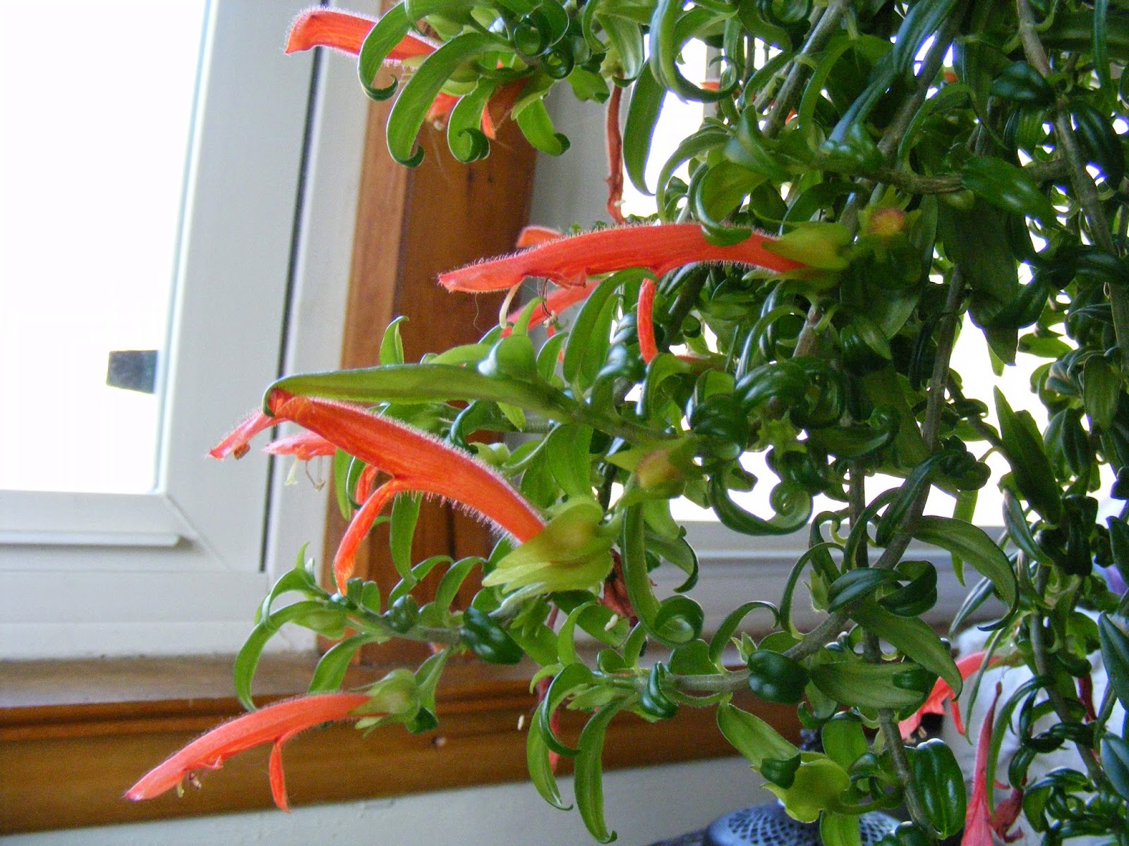 RockyCat: Freaky Friday: Dancing Dolphin!