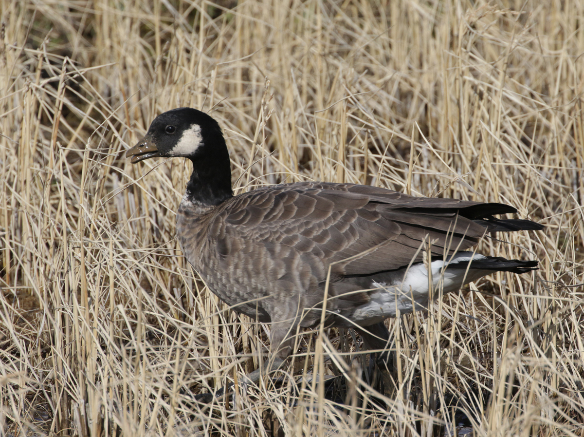 Japanese Goose
