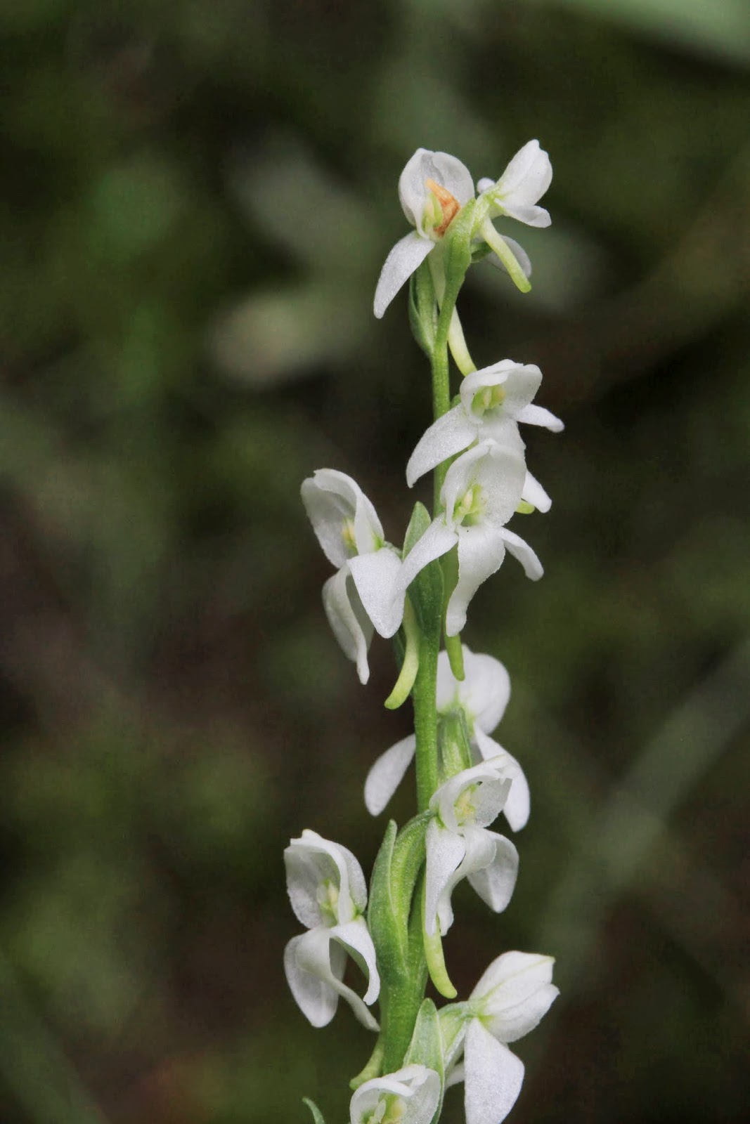Native Orchids of the Pacific Northwest and the Canadian Rockies ...