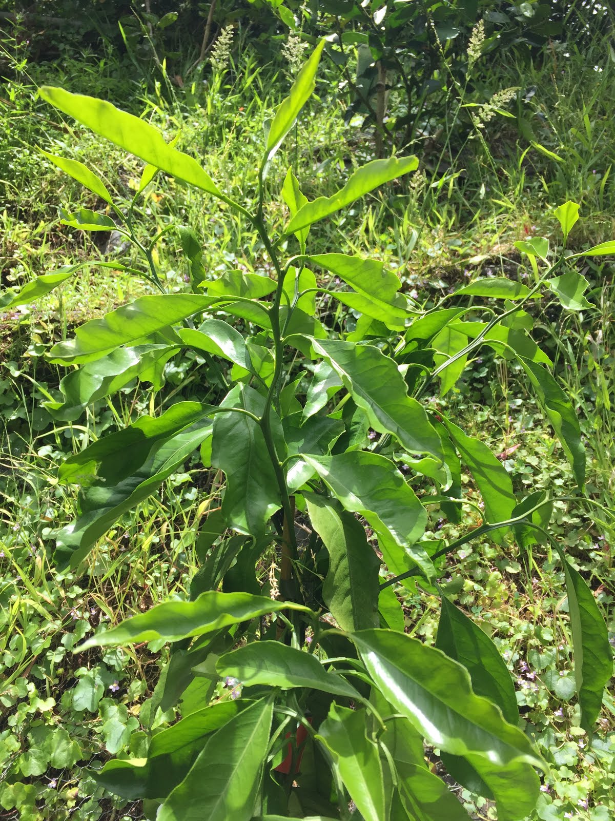 Citrus Enthusiast: New Citrus: Kiyomi Tangor & Okitsu Wase Mandarin