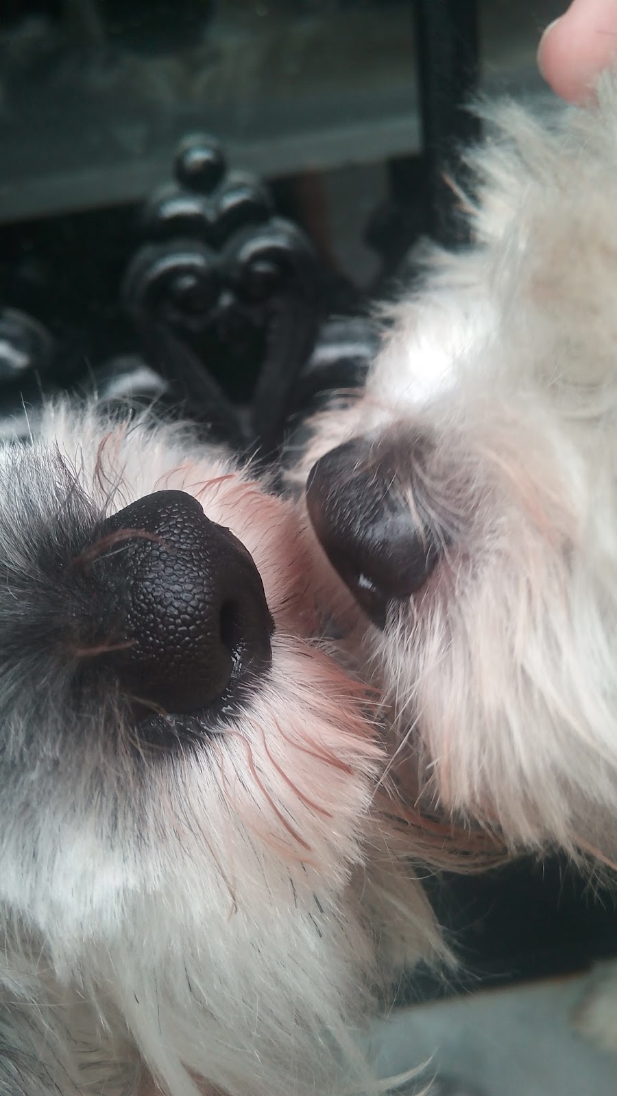 CIENCIA-FATOU: Curiosidades sobre la nariz de un perro