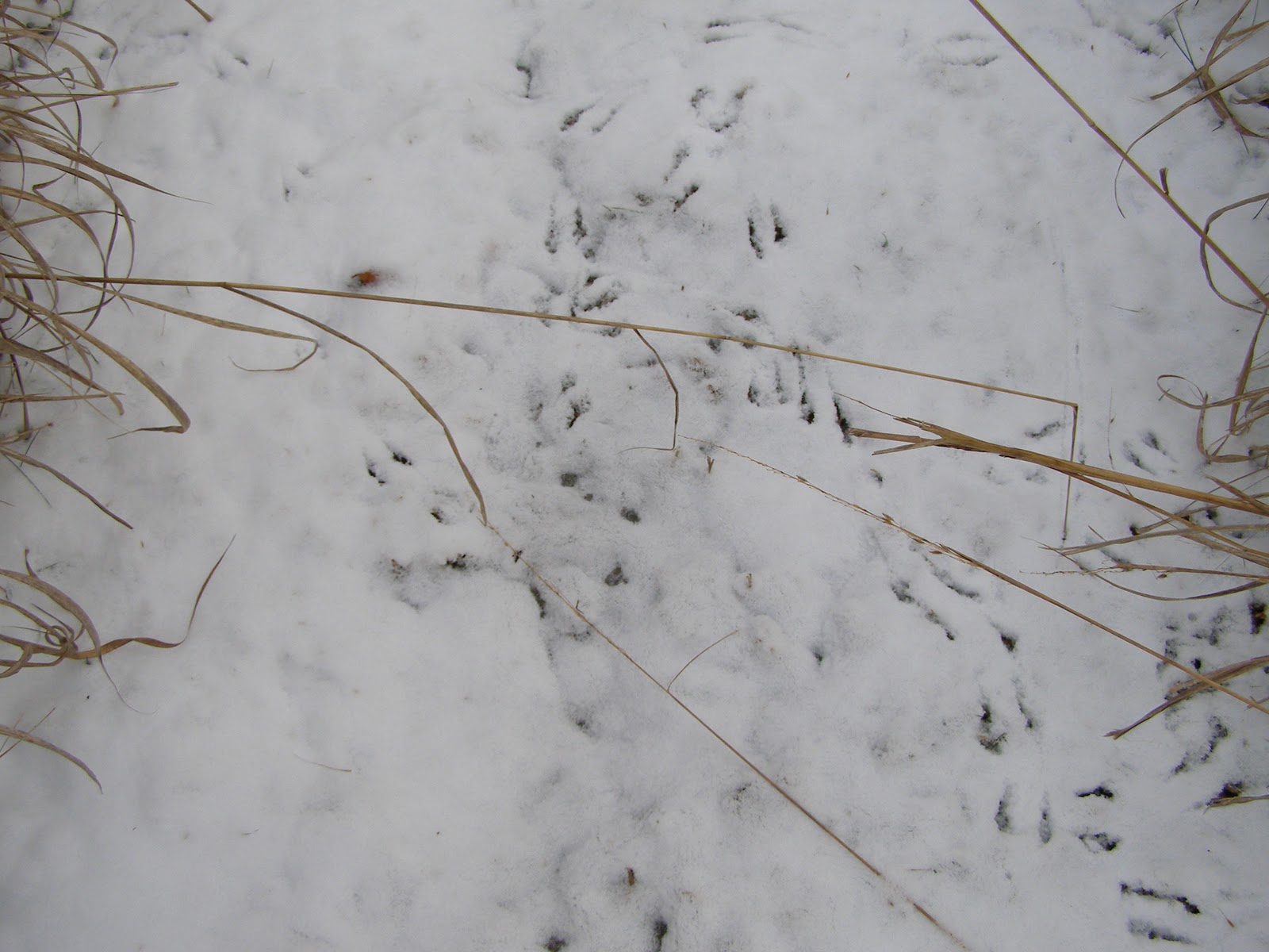 Blue Jay Barrens: A Few Tracks in the Snow