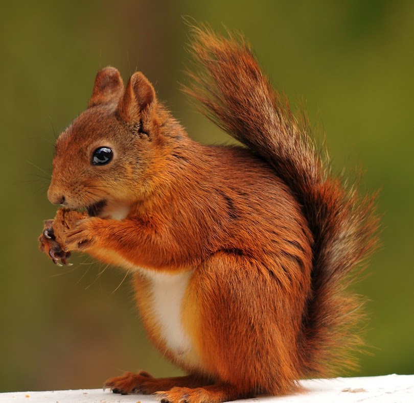 CREDO-EXPERTO: Život v přírodě a Instinkty zvířat - Veverka pro zmatení ...