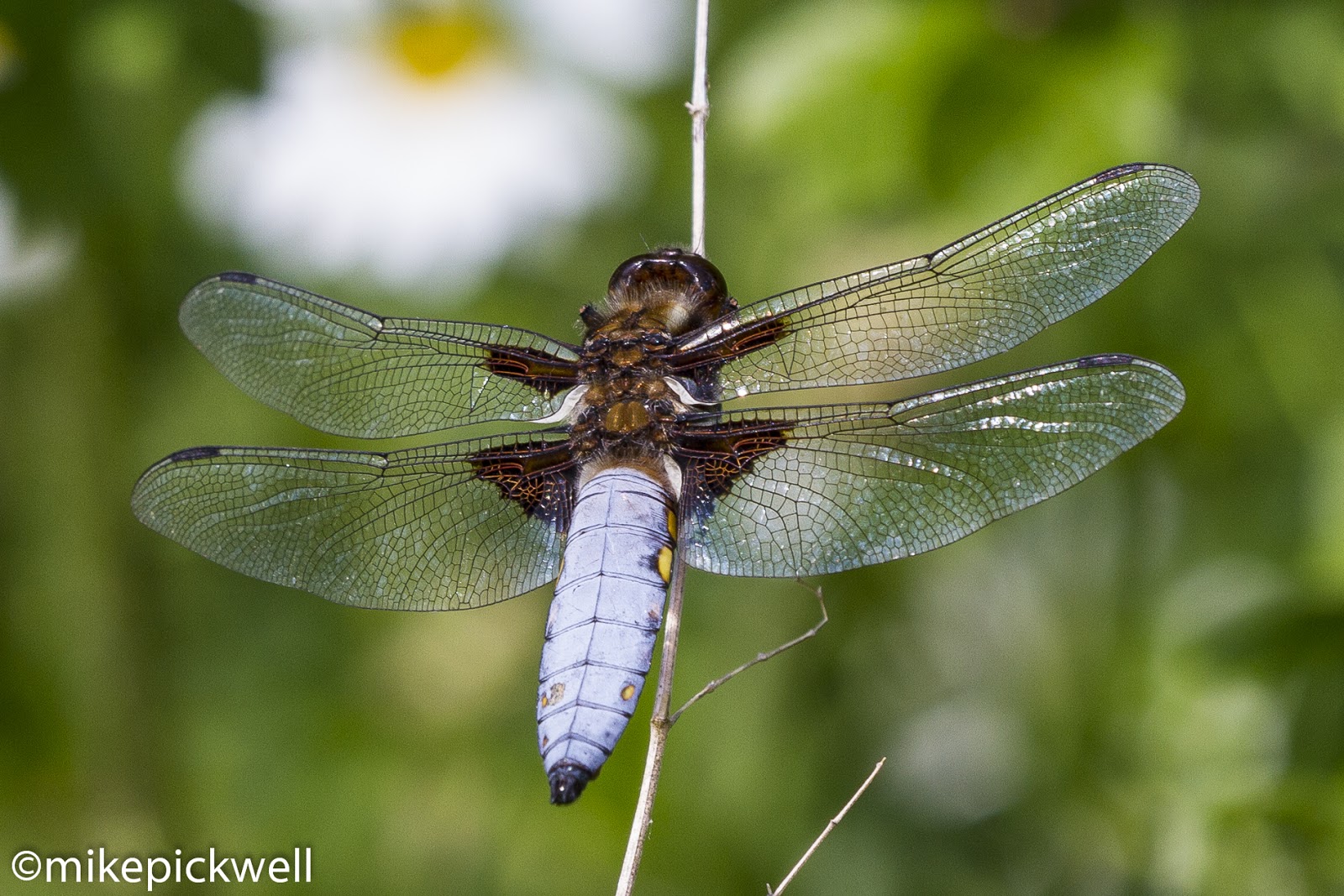 Mike's Natural Musings: A Feast of Dragonflies