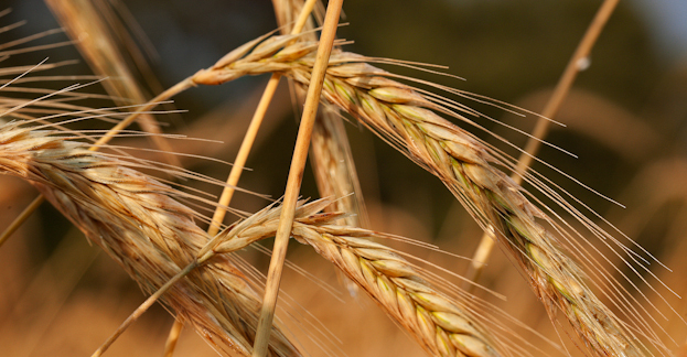 On Wings of Eagles: The mystery of the Rye.
