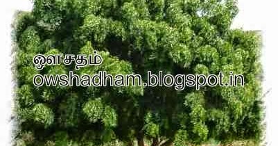 வேப்பம் பூ, காய் மற்றும் வேப்பம்பழம் முக்கிய மருத்துவ பயன்கள் - veapam ...