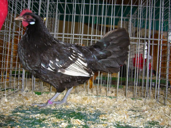 ALL CHICKEN BREEDS FROM GERMANY