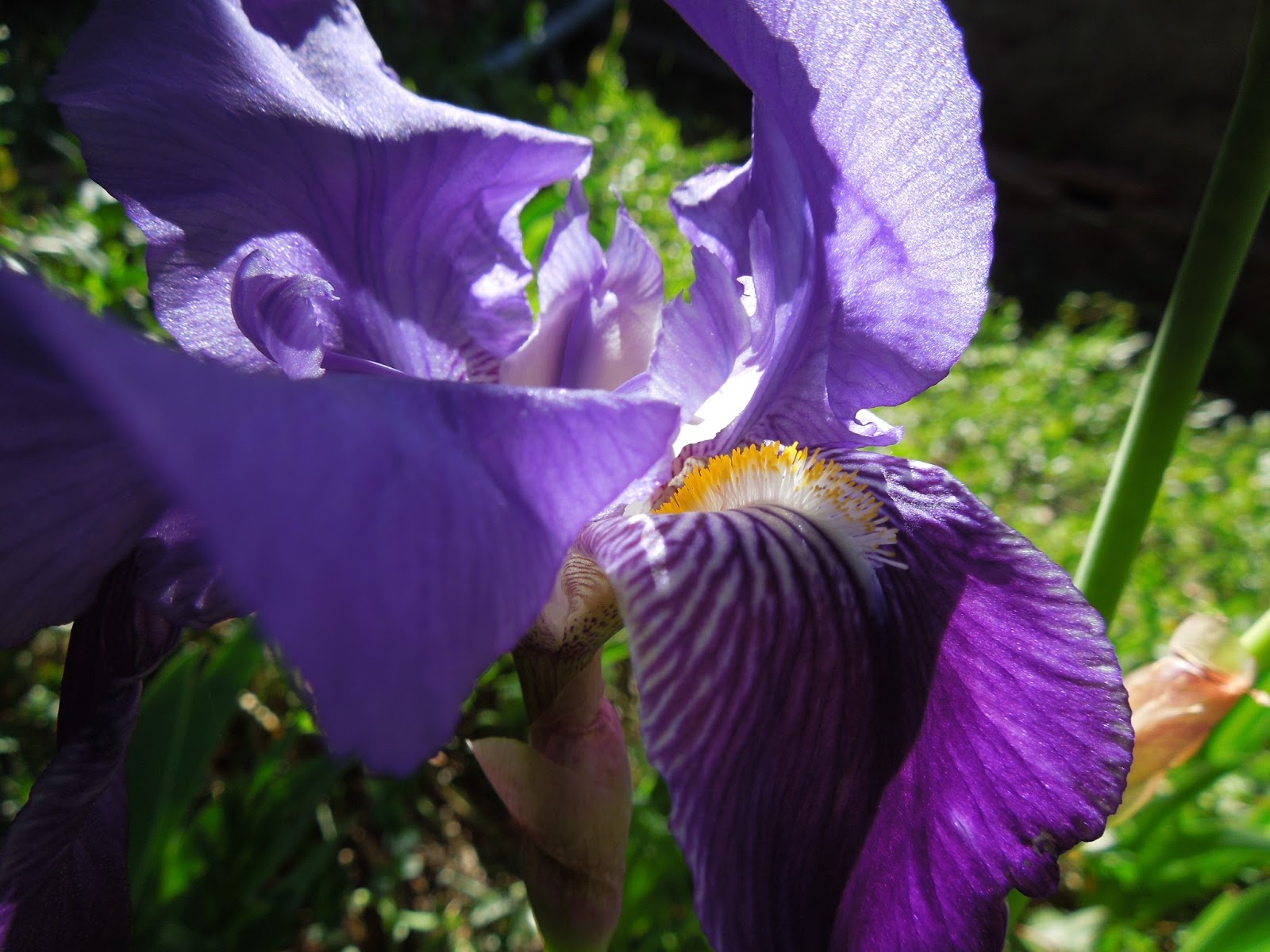 LIRIO CARDENO - BOTÀNIC SERRAT