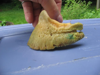 The Glorious Hoof: Notes on the Pedal Bone - *warning cadaver pictures*