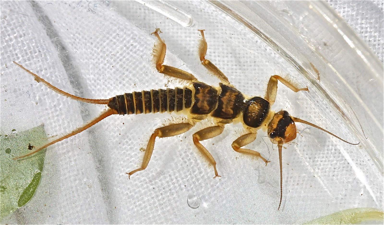 Aquatic Insects of Central Virginia: Buck Mt. Creek: Perlodid stonefly ...