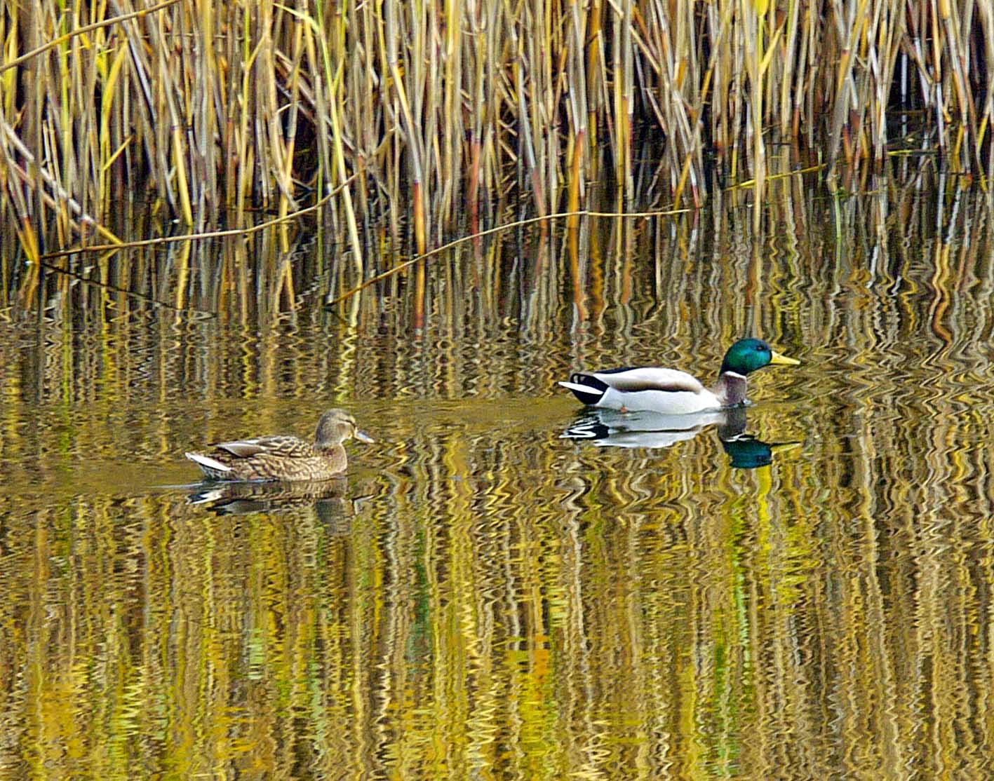 Urban and Post-Industrial Nature: Winlaton Mill - from iron foundry and ...