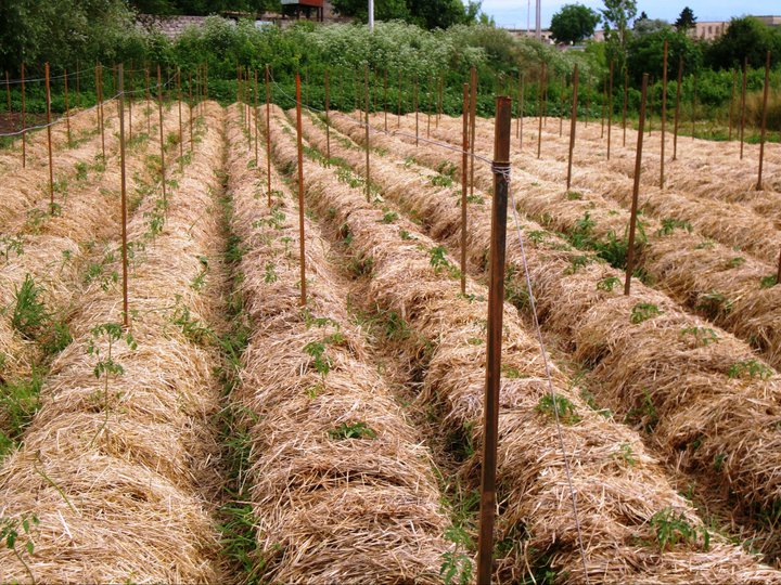 Emerging Markets Investment News: Bio farming opportunities in Georgia