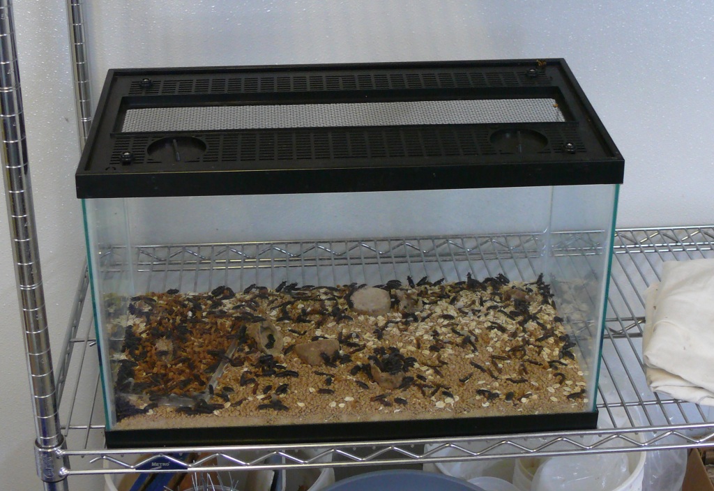 Ohio Birds and Biodiversity: American Burying Beetle