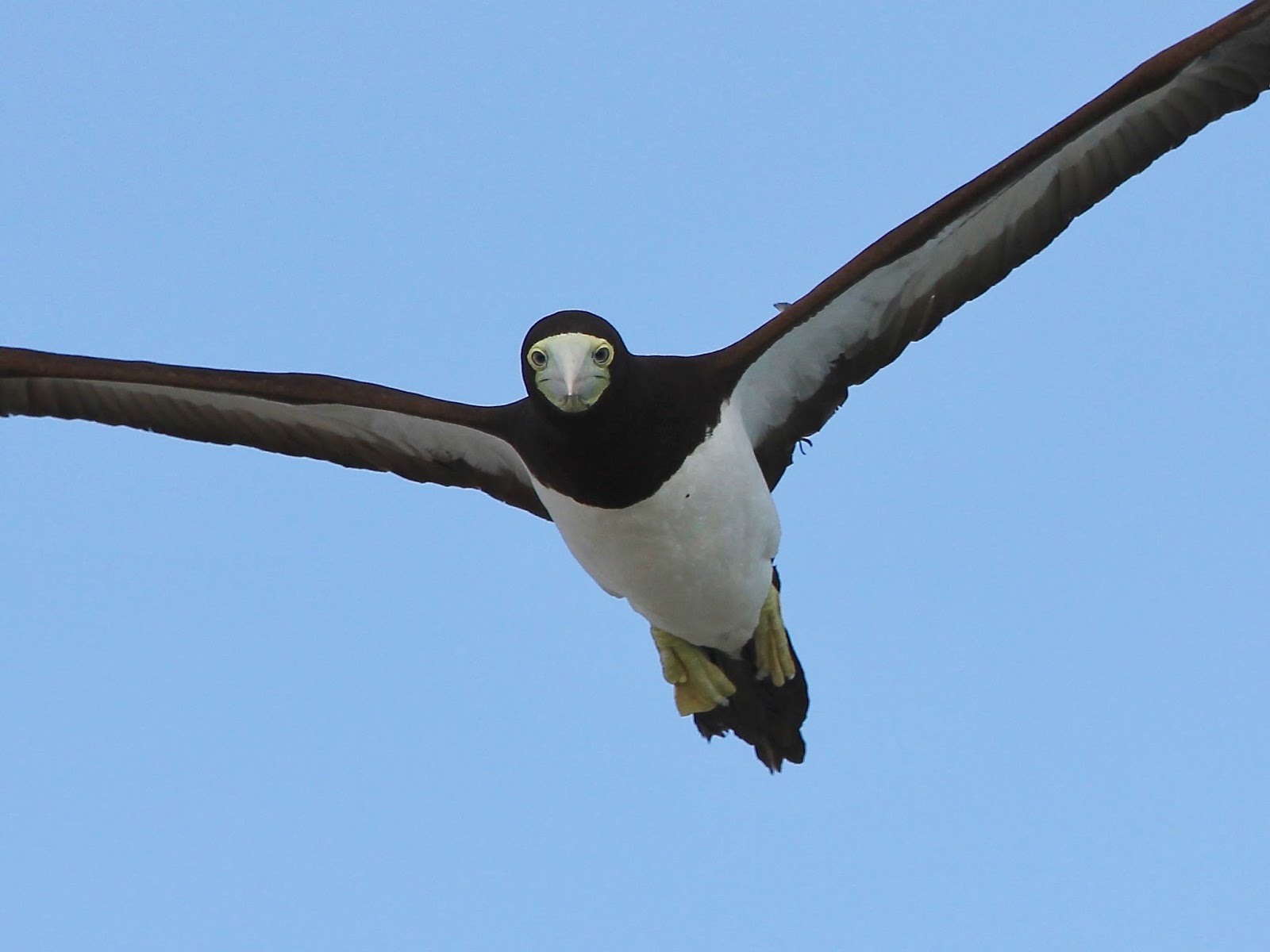 Avithera: Sooty Tern and Brown Booby breeding event