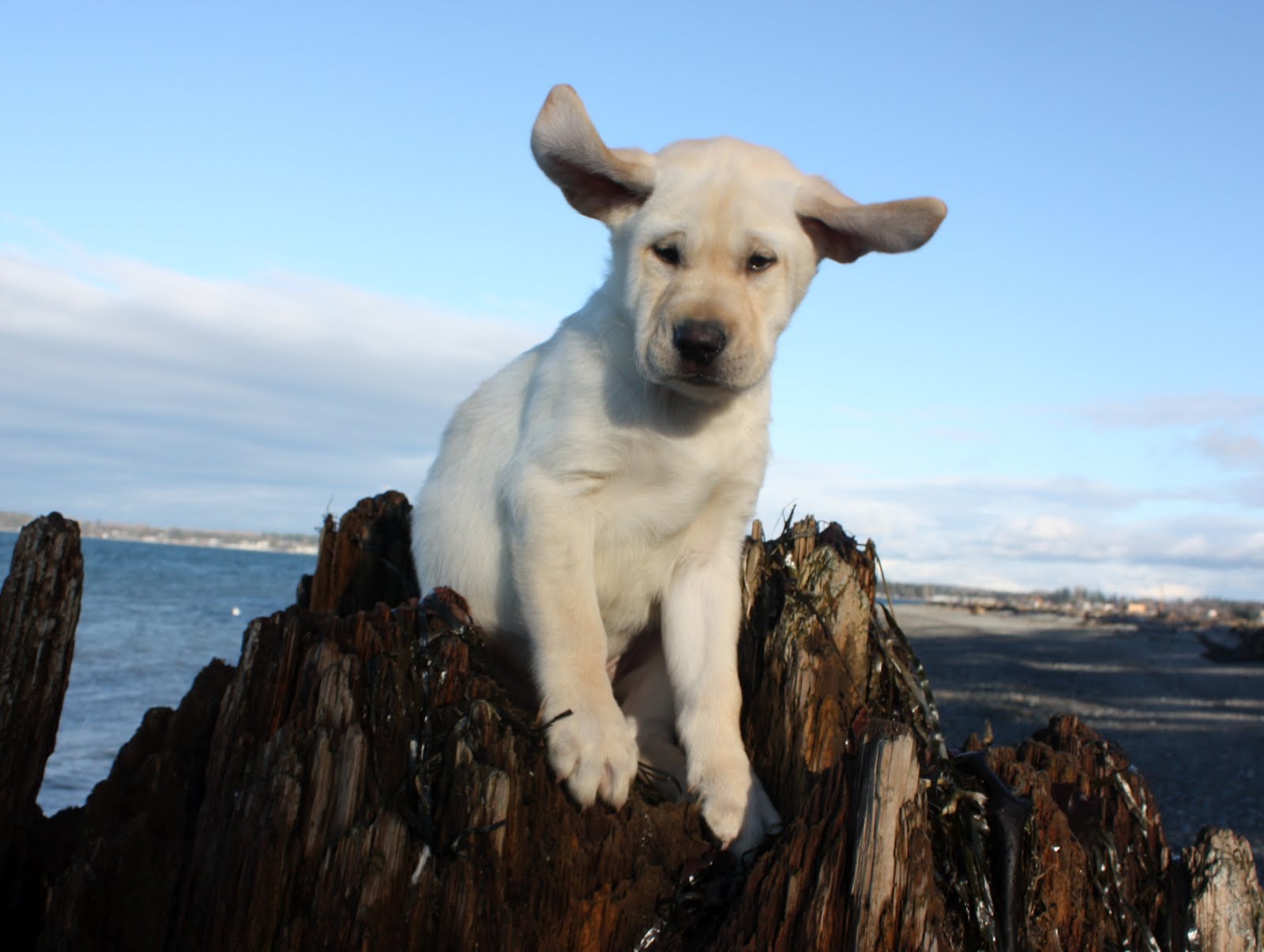 Labrador Puppies: Funny Face