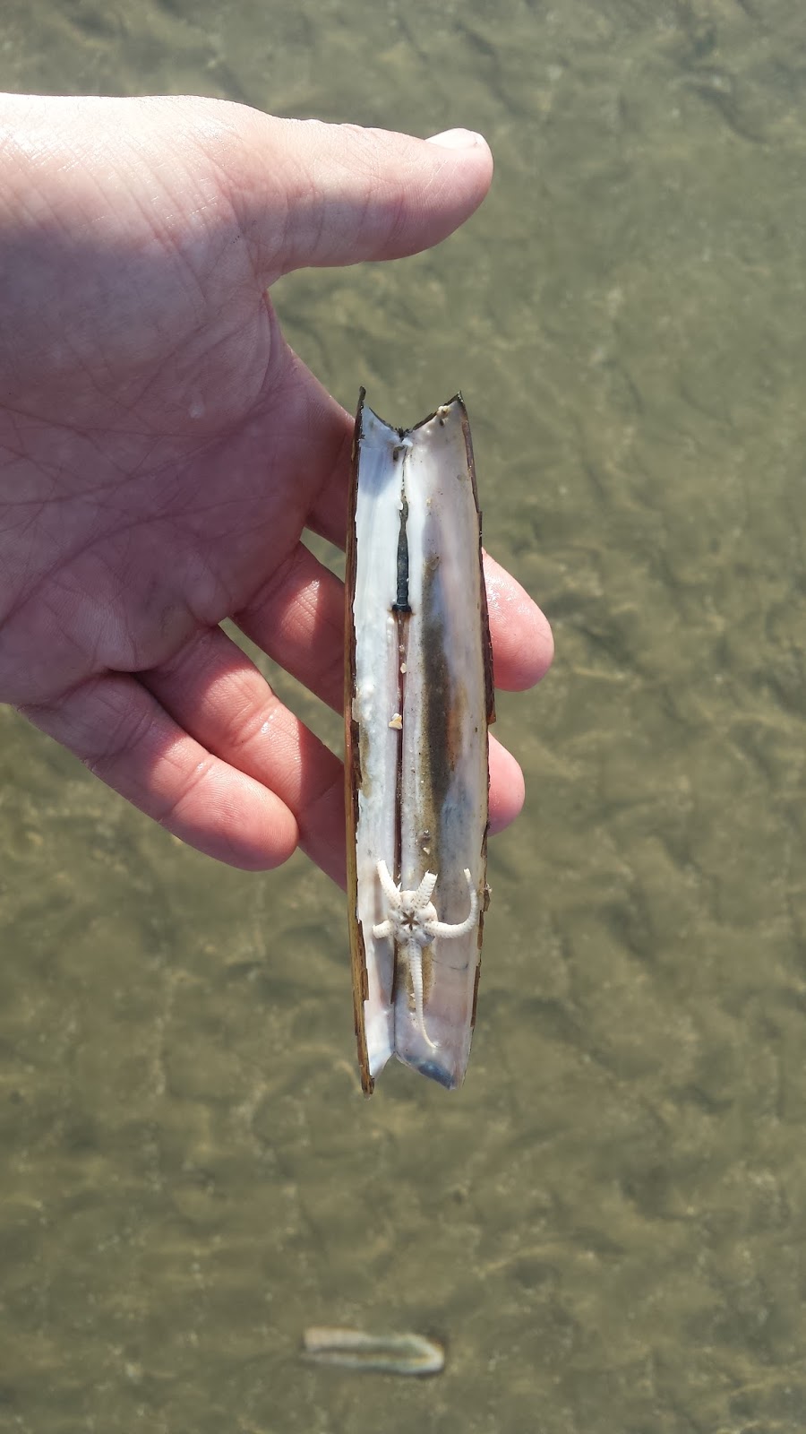 Jul's Wanderlust: Insel Rømø/Dänemark