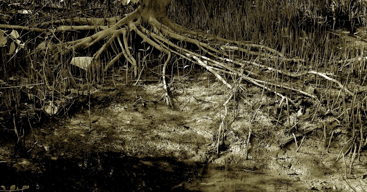 The Beauty of Mud Forests