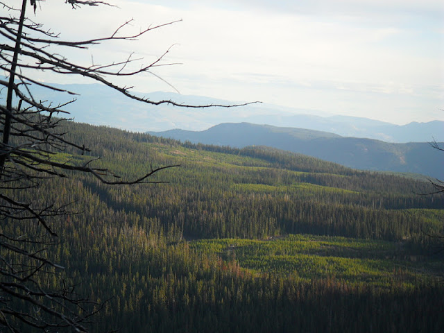 Fawn in BC: Terrace Mountain