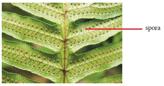 ASAS TANAMAN: ASAS TANAMAN 2.1 Pembiakan secara seks