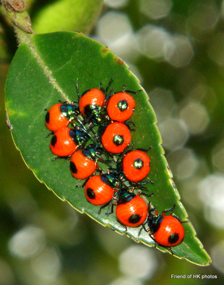 Photographic Wildlife Stories in UK/Hong Kong: Colourful Bugs