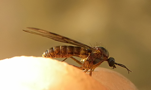 Foto-Natura-Huesca: WINDOW GNAT Sylvicola fenestralis Giovanni Antonio ...