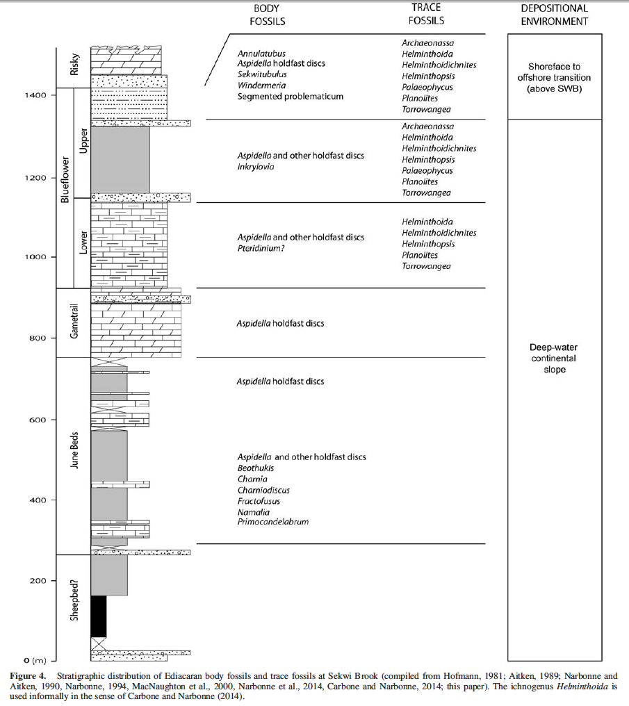The Dragon's Tales: Disentangling Ediacaran NeoProtoerozoic ...