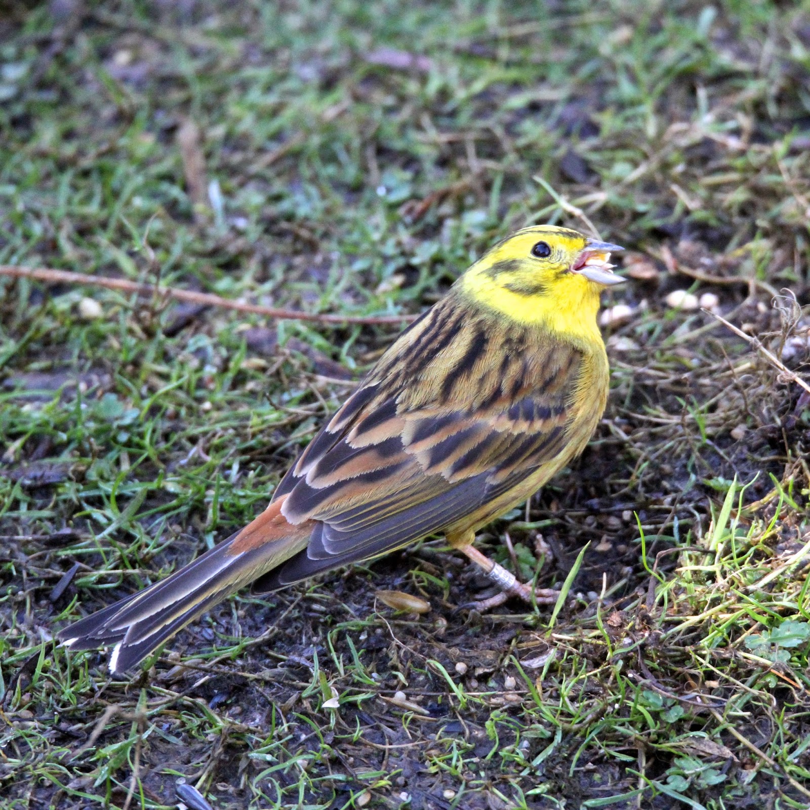 TrogTrogBlog: Bird of the week - Yellowhammer