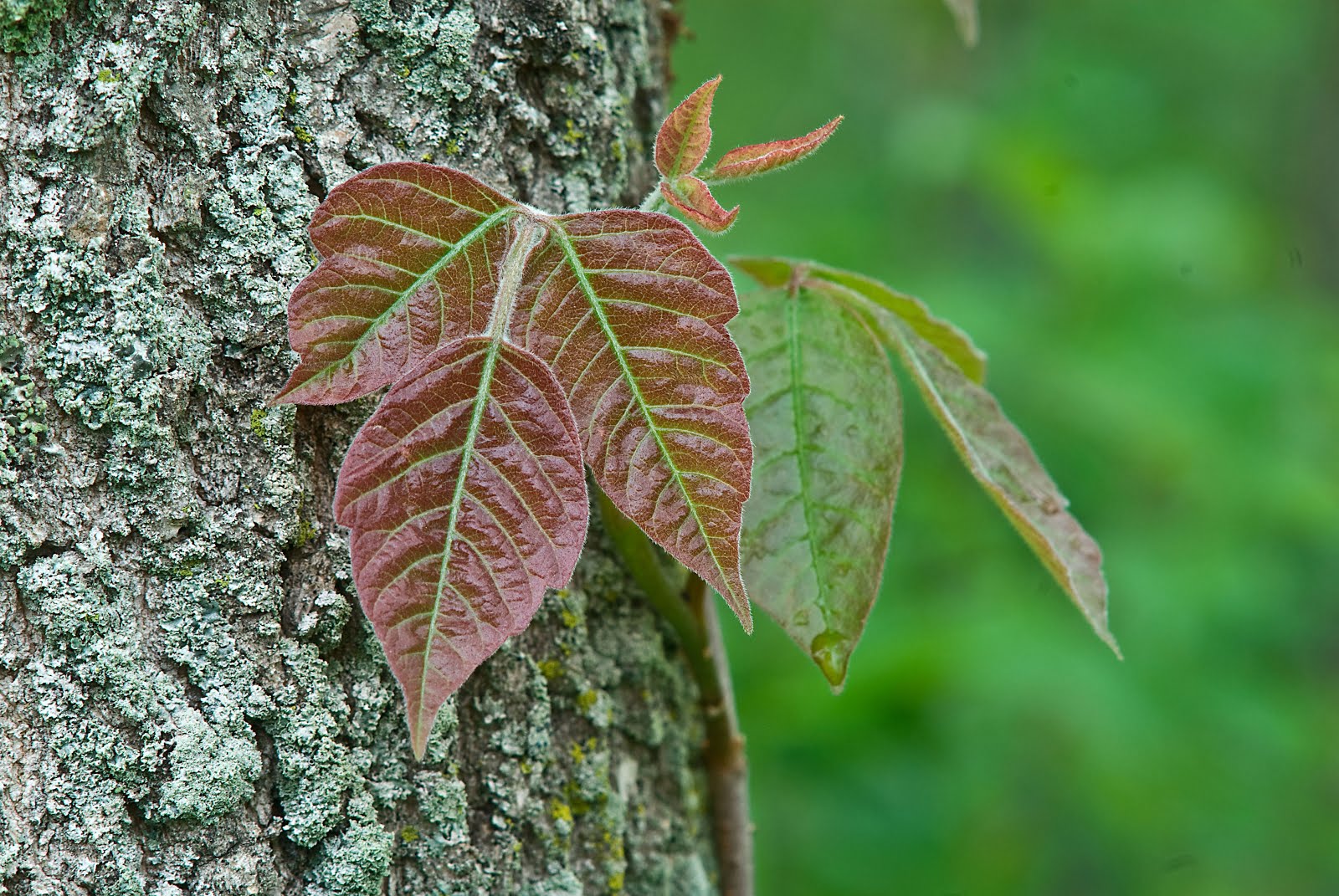 Indiana Plant A Day: Poison Ivy