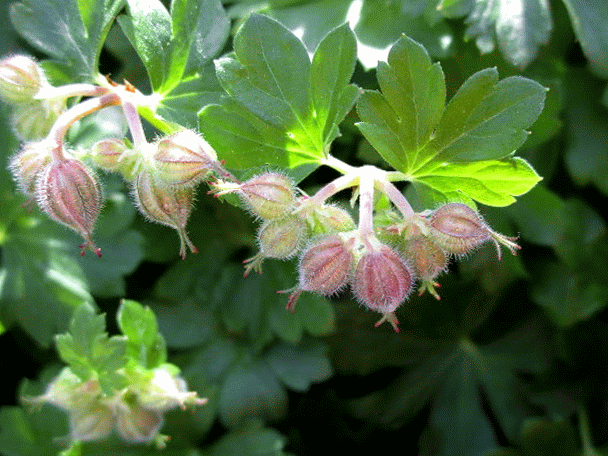 Outside Now: Geranium Buds