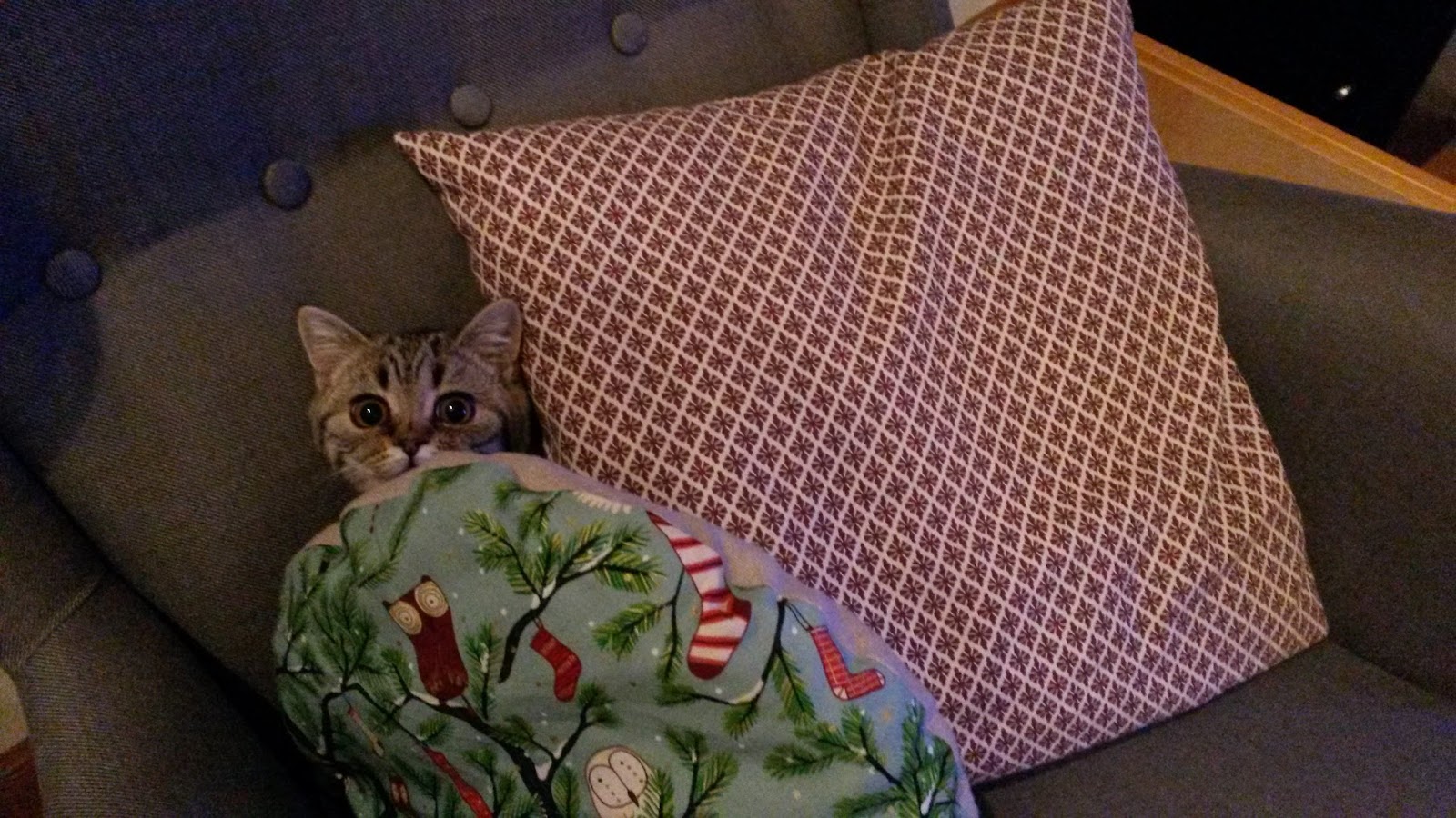 Miss Hendrie's Workbook: Best buy of 2017: Juniper the cat