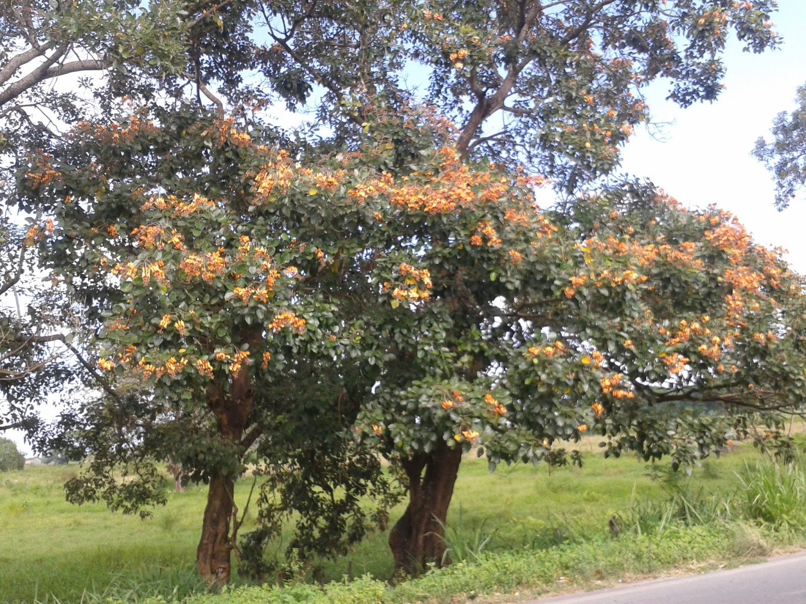 EL MONTUBIO: PALO PRIETO = Erythrina fusca