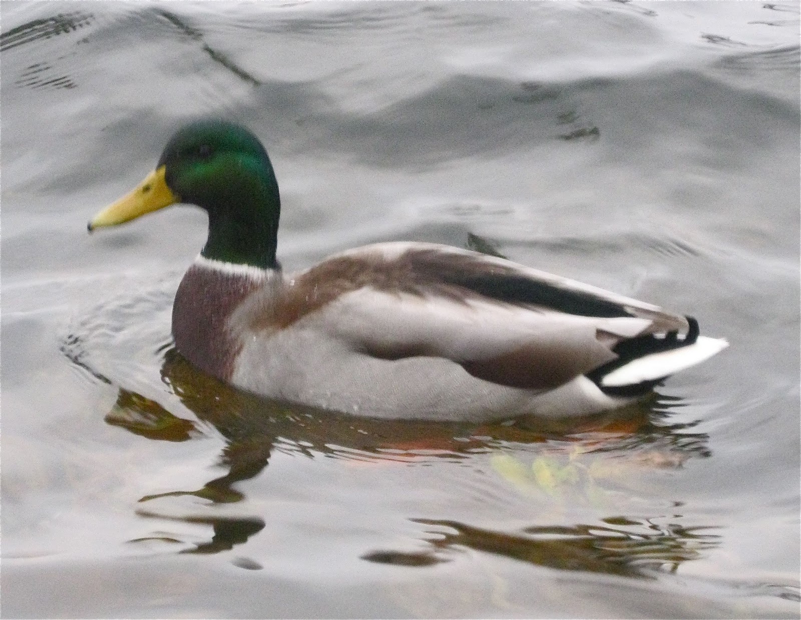 Mindy's Ramblings: Hip Helsinki