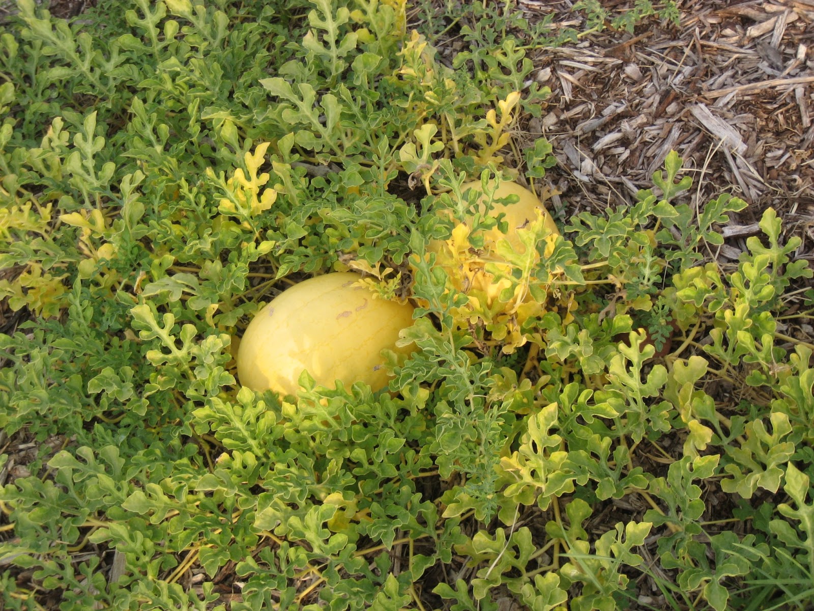 Life at Arbordale Farm: Lovely Golden Melons