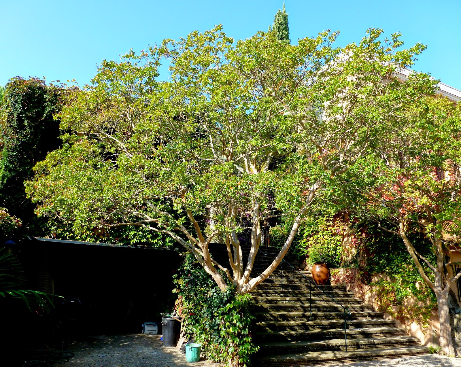 Árboles con alma: Arbol de Júpiter. (Lagerstroemia índica)